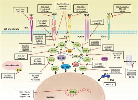 Signal Transduction Pathway Cancer