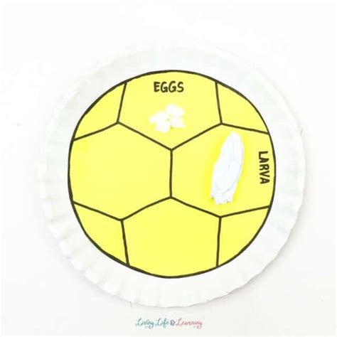 Bee Life Cycle Craft