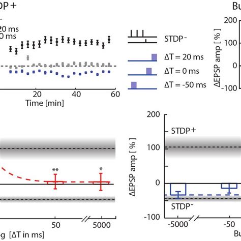 Network Timing Dependent Modulation Of Spike Timing Dependent Download Scientific Diagram