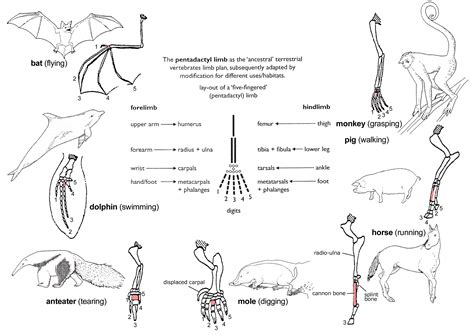 Adaptive Radiation Of Mammals