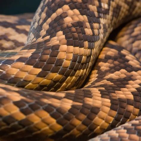 Australian Scrub Python Facts Diet Habitat And Pictures On Animaliabio