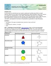 DNAModel BabeHO Act Pdf Modeling The Structure Of ADN Activity Babe Handout