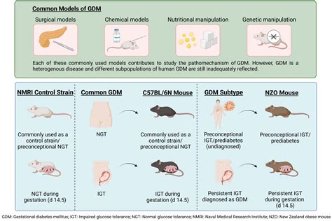 Mouse Model In Research At John Gebhard Blog