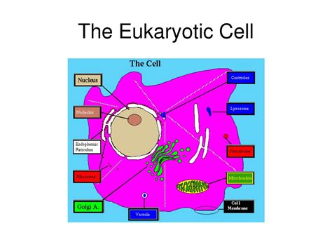 Ppt 10 810 02 710 Computational Genomics Powerpoint Presentation Free Download Id 4430579