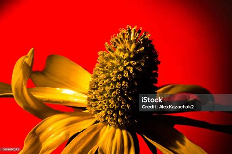 Unblown 노란 Gerbera 데이지 근접 촬영 거베라데이지에 대한 스톡 사진 및 기타 이미지 거베라데이지 검은색 꽃 나무 Istock