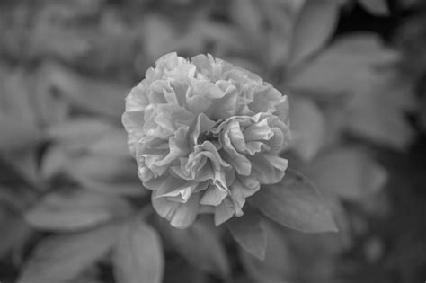 Premium Photo Wild Beauty Flower With Nectar Blooming In Field Countryside Premium Photo Wild Beauty Flower With Nectar Blooming In Field Countryside