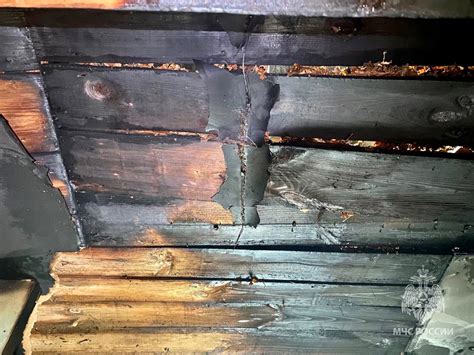 Котята спасли смолянку от пожара