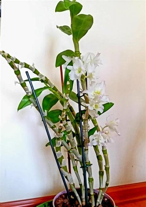 Орхидея дендробиум нобелое — цена 600 грн в каталоге Комнатные растения Купить товары для дачи и