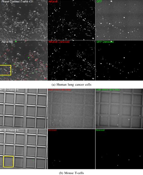 Figure 1 From Multi Modal Segmentation For Quantifying Fluorescent Cell