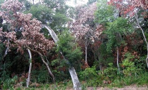 Tree Diseases And Pests Flashcards Quizlet