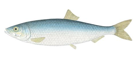 대서양 청어atlantic Herring Clupea Harengus