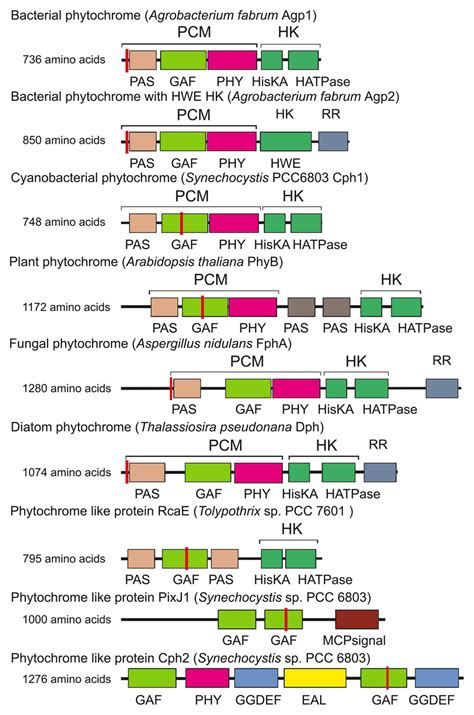 Domain Arrangements Of Phytochromes And Phytochrome Like Proteins