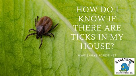How Do I Know If There Are Ticks In My House