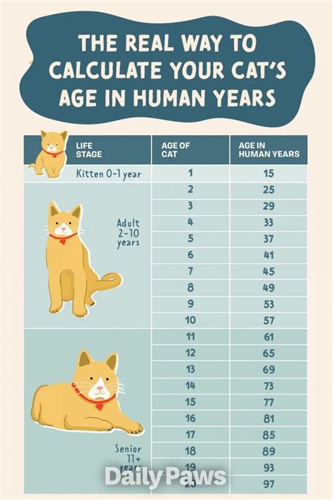 13 Cat Years To Human At Hunter Morrison Blog