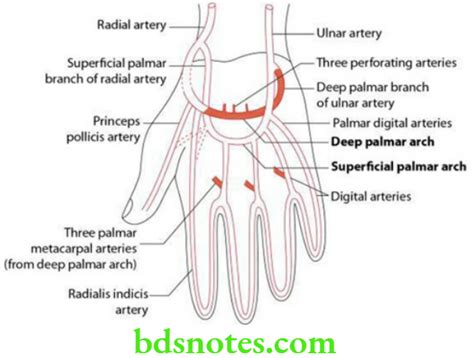 Vessels Of The Upper Limb Anatomy Notes Bds Notes