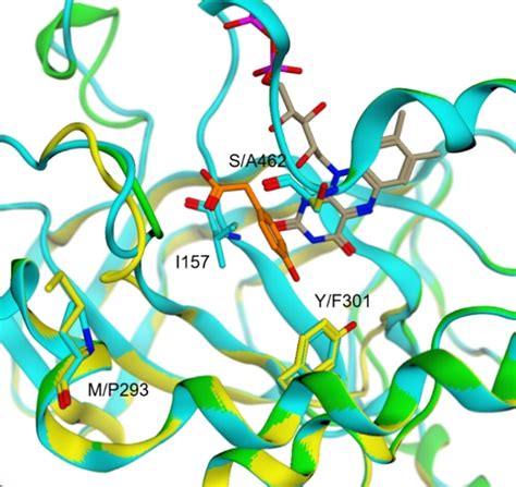 Engineered Bacterial Flavin‐dependent Monooxygenases For The Regiospecific Hydroxylation Of