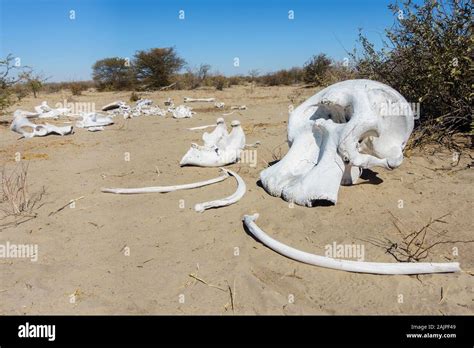 Elephant Skull And Bones Makgadikgadi Pans National Park Kalahari