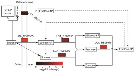 Transcriptome Analysis Reveals The Role Of Sucrose In The Production Of Latilactobacillus Sakei