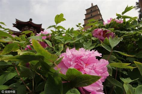 鮮花環繞大雁塔 牡丹花盛開驚艷遊客 每日頭條