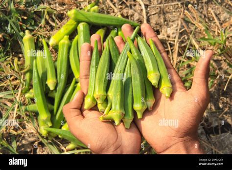 Close Up Of Ladyfingers Vegetable On Hand Close Up Of Okra Lady