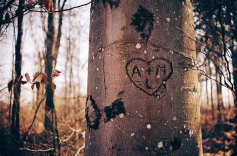 Heart Love Tree Free Photo On Pixabay