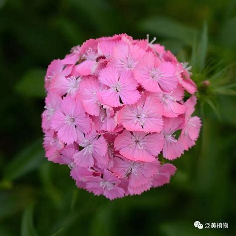 「品種推薦」「野蝶難爭白，庭榴暗讓紅」，石竹家族重磅來襲 每日頭條