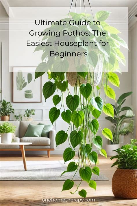 Ultimate Pothos Care Your Beginner Friendly Guide To Thriving