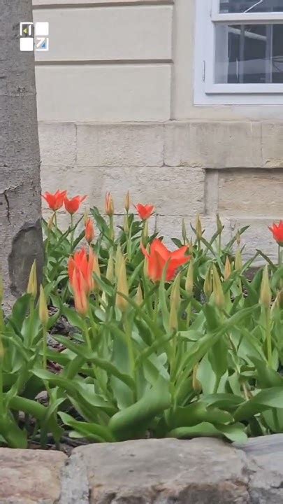 У Львові зацвіли перші тюльпани Youtube