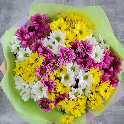Хризантема кустовая микс - Каталог - Butterfly-Flower.ru