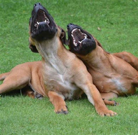 Mbabane Trading Company