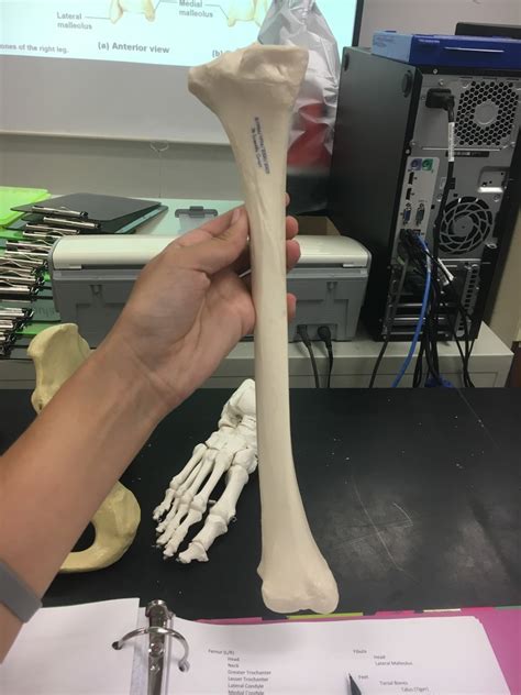 Anterior Tibia Diagram Quizlet