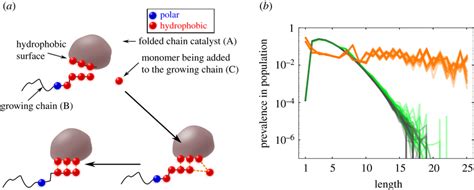 A The Blob Chain Elongates The String Chain It Folds And Has A Download Scientific Diagram