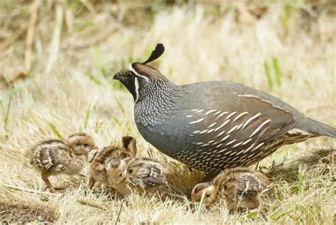 California Quail Callipepla Californica Nhpbs Natureworks