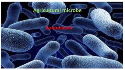 Azotobacter Pptx