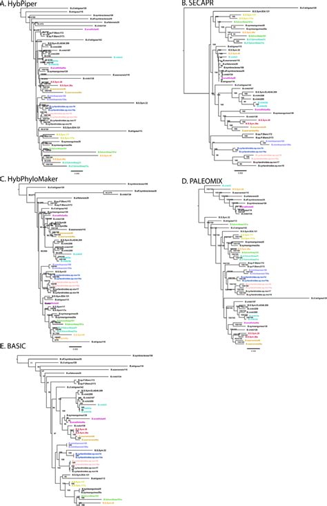 Phylogenies For Begonia Sect Symbegonia Samples By Pipeline Iq Tree Download Scientific