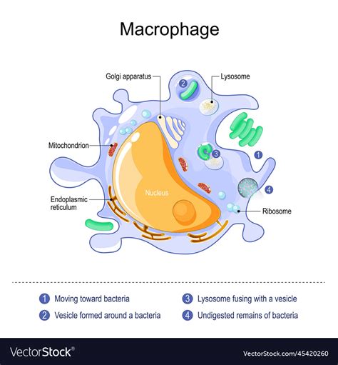 Macrophage Anatomy Structure Of Immune Cell Vector Image