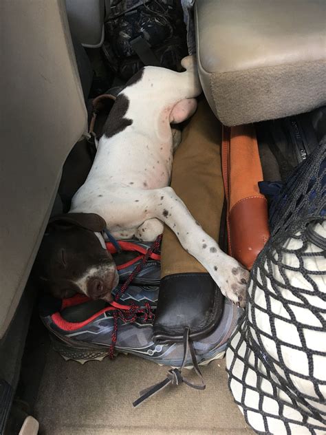 Pin By Indian Head On English Pointers English Pointer Pointers English