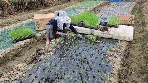 장기저장양파항암저장양파적양파 오늘부터 심고 있습니다 Youtube