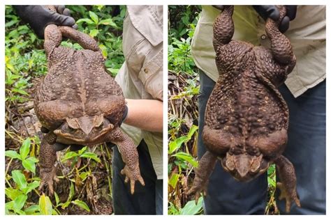 Unbelievable Toxic Toadzilla May Be Biggest Ever Found