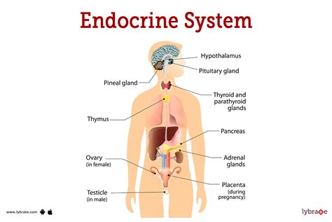 Endocrine System Human Anatomy Picture Functions Diseases And