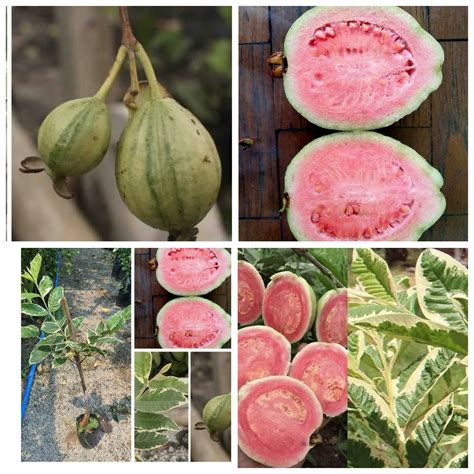 ฝรั่งไส้แดงใบด่าง พันธุ์ไม้ขายแหลก