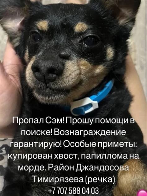 КС 4 лапы объявления тут кошка бездомная нуждается в доме если есть кто то кто может забрать