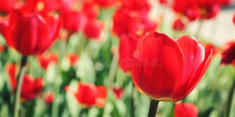 Gevallen Tulp Oude Foto Roze Bloem Op Het Asfalt Close Up Stock