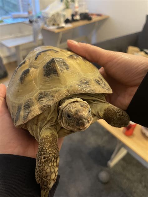 What Sex Is My Tort Rtortoise