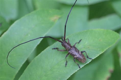ヒメヒゲナガカミキリ