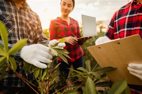 Growing Your Profits Crafting A Comprehensive Cassava Farming Business Plan That Guarantees Success