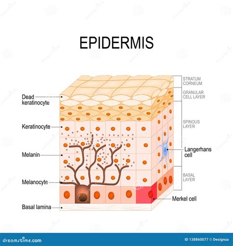 Epidermal Cell Organelles