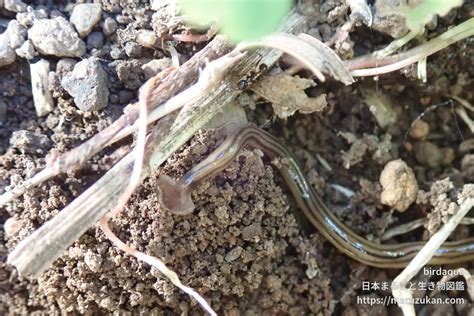 コウガイビル属 日本まるごと生き物図鑑