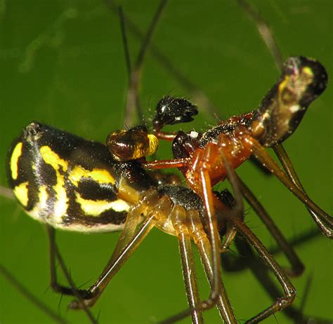 Filmy Dome Spider Sex Neriene Radiata Bugguidenet