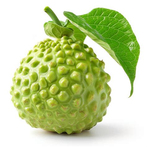 Unique Green Fruit With Bumpy Skin Displayed Against White Background Highlighting Its Leafy